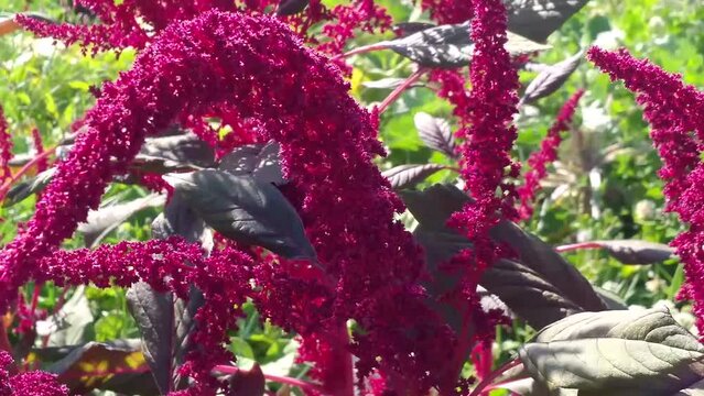 Amaranth Plant Images – Browse 16,309 Stock Photos, Vectors, and Video ...