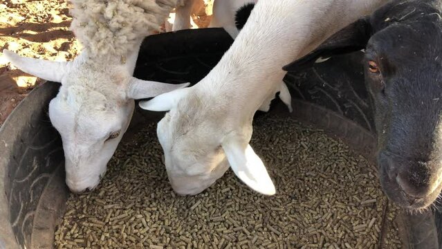 "Domestic Sheep" Images – Browse 1,134,300 Stock Photos, Vectors, and ...