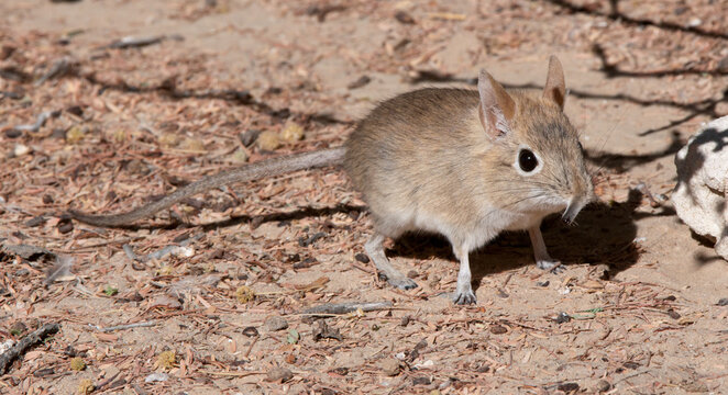 Desert Shrew