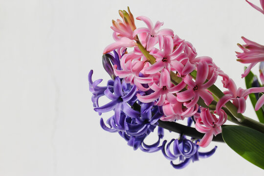 "Dutch Hyacinth" Images – Browse 5,785 Stock Photos, Vectors, and Video ...