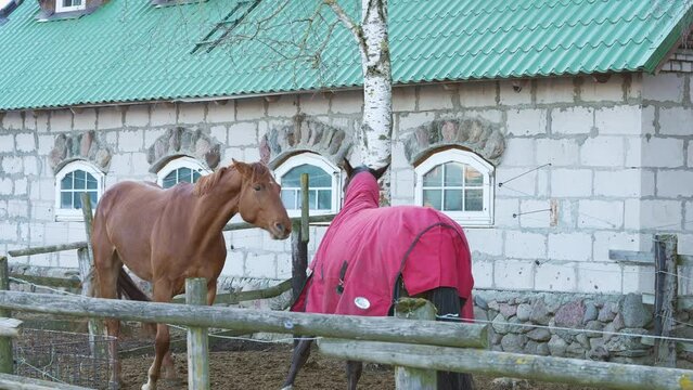 Horse Kick Images – Browse 9,894 Stock Photos, Vectors, and Video ...