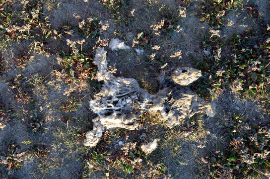 รูปภาพVerwesung – เลือกดูภาพถ่ายสต็อก เวกเตอร์ และวิดีโอ735 | Adobe Stock