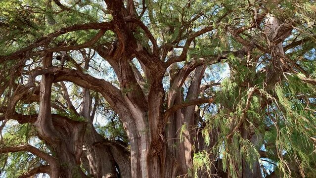 Imágenes de Ahuehuete: descubre bancos de fotos, ilustraciones ...