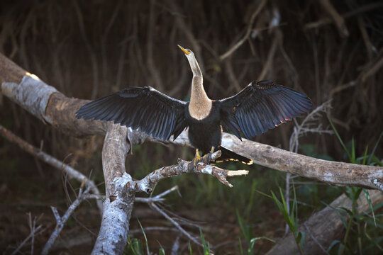รูปภาพ"Darter – เลือกดูภาพถ่ายสต็อก เวกเตอร์ และวิดีโอ16,915 | Adobe Stock