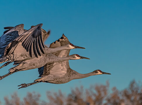 Schnacke Bilder – Durchsuchen 6,288 Archivfotos, Vektorgrafiken und ...