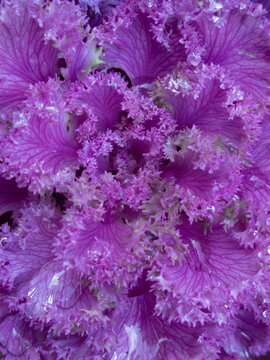 Lilla bilder – Bläddra bland 5,777 stockfoton, vektorer och videor ...