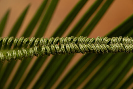 รูปภาพPectinata – เลือกดูภาพถ่ายสต็อก เวกเตอร์ และวิดีโอ210 | Adobe Stock