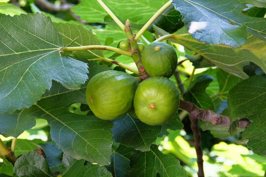 รูปภาพFructify – เลือกดูภาพถ่ายสต็อก เวกเตอร์ และวิดีโอ580 | Adobe Stock