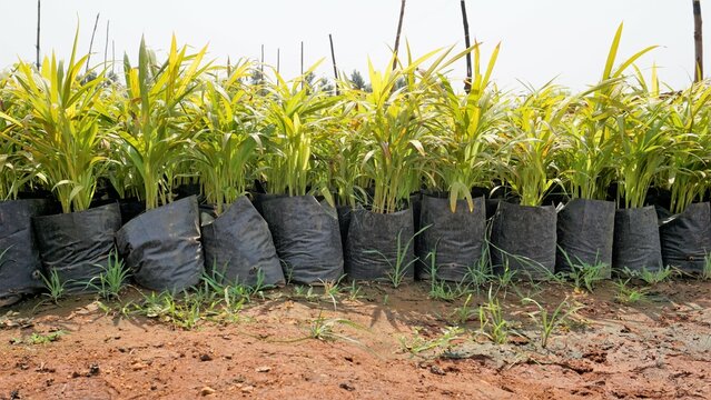 Adike Images – Browse 20 Stock Photos, Vectors, and Video | Adobe Stock