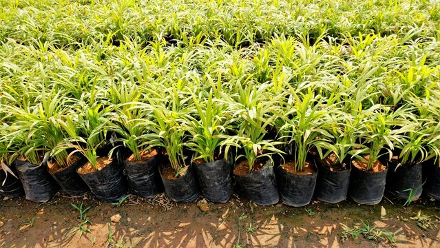 Adike Images – Browse 20 Stock Photos, Vectors, and Video | Adobe Stock