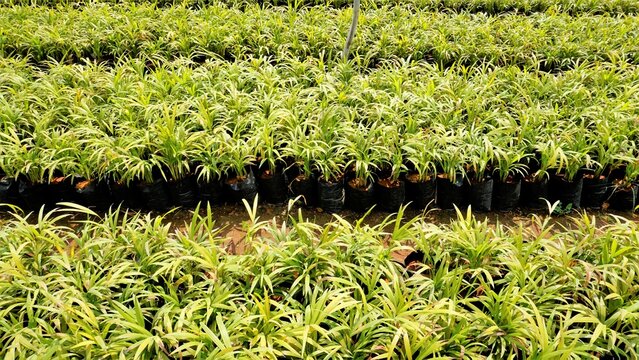 Adike Images – Browse 20 Stock Photos, Vectors, and Video | Adobe Stock