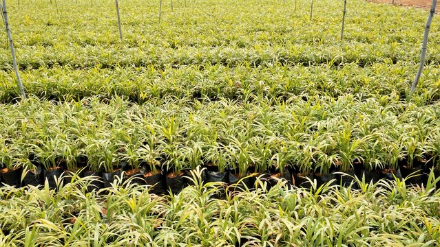 Adike Images – Browse 20 Stock Photos, Vectors, and Video | Adobe Stock