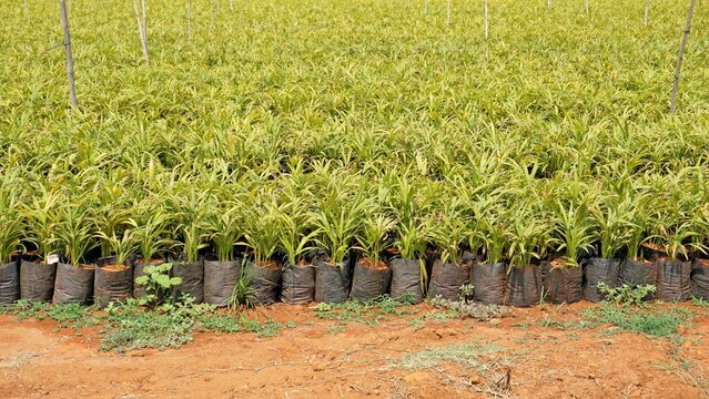 Adike Images – Browse 20 Stock Photos, Vectors, and Video | Adobe Stock