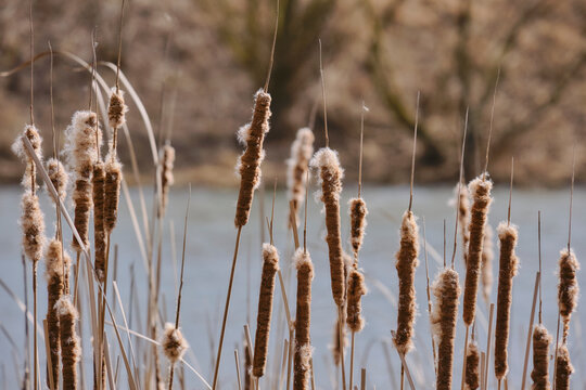 Bullrushes bilder – Bläddra bland 54,266 stockfoton, vektorer och ...