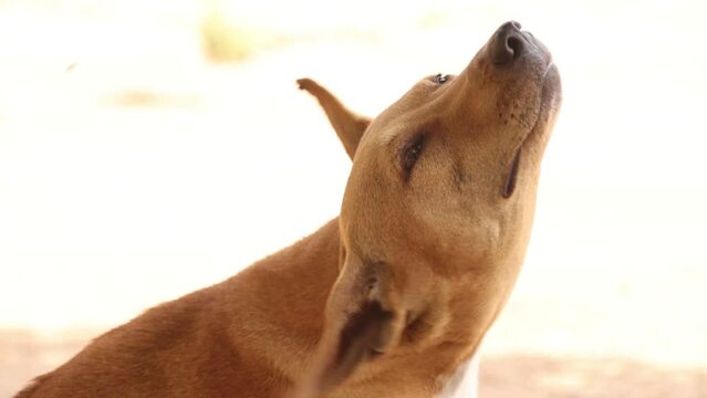 Dog Scratching Ear Images – Browse 1,414 Stock Photos, Vectors, and ...