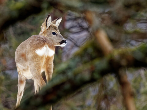 รูปภาพChevrillard – เลือกดูภาพถ่ายสต็อก เวกเตอร์ และวิดีโอ136 | Adobe Stock