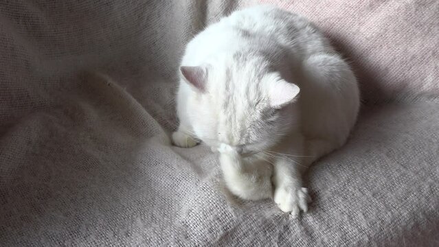 Genervt Images – Browse 5,102 Stock Photos, Vectors, and Video | Adobe ...