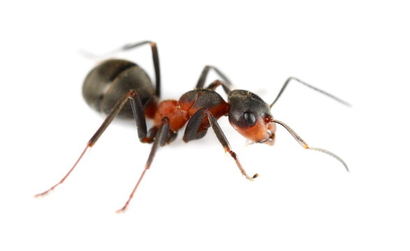 รูปภาพMacro..ant – เลือกดูภาพถ่ายสต็อก เวกเตอร์ และวิดีโอ104,781 ...