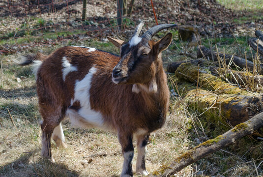 「Zickig」の画像 - 555 件の Stock 写真、ベクターおよびビデオ | Adobe Stock