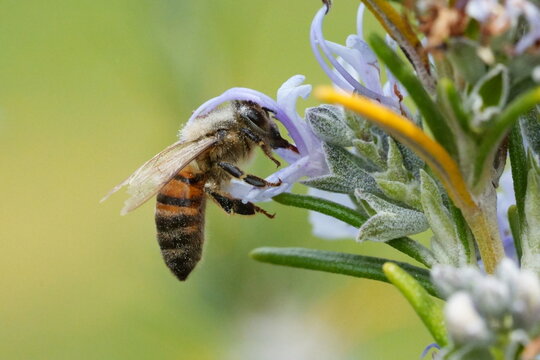 「Aiguillon」の画像 - 1,080 件の Stock 写真、ベクターおよびビデオ | Adobe Stock