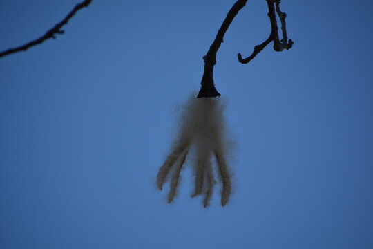 Reventado Imagens – Procure 18 fotos, vetores e vídeos | Adobe Stock