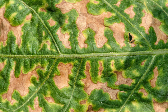 รูปภาพSun-Scorched – เลือกดูภาพถ่ายสต็อก เวกเตอร์ และวิดีโอ791 | Adobe ...