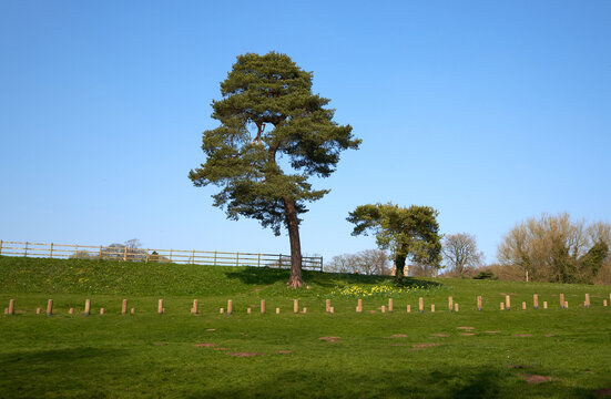 Yew-Tree bilder – Bläddra bland 10,191 stockfoton, vektorer och videor ...