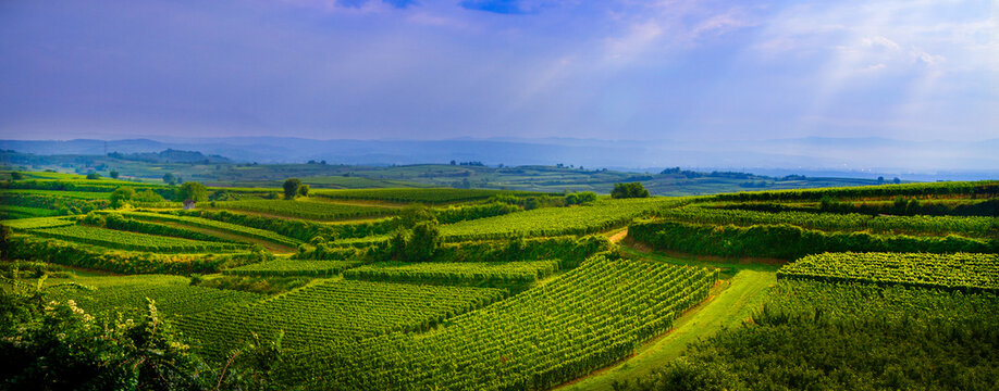 Winzerei Bilder – Durchsuchen 261,276 Archivfotos, Vektorgrafiken und ...