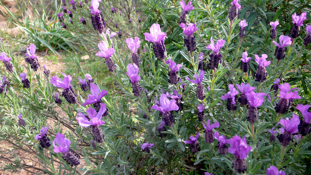 Lilla Bilder – Durchsuchen 6,118 Archivfotos, Vektorgrafiken und Videos ...