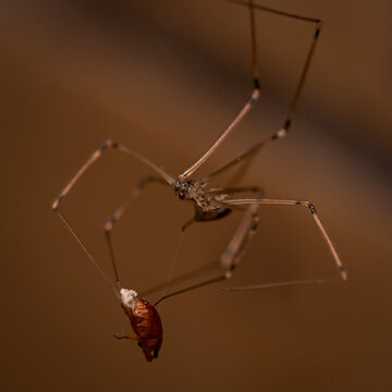 Schnacke Bilder – Durchsuchen 6,288 Archivfotos, Vektorgrafiken und ...