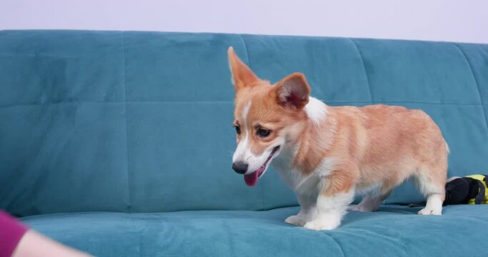 รูปภาพCorgy – เลือกดูภาพถ่ายสต็อก เวกเตอร์ และวิดีโอ276 | Adobe Stock