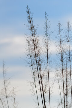 Amorseco Images – Browse 5 Stock Photos, Vectors, and Video | Adobe Stock