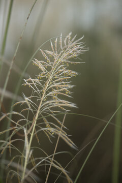 Kashful Images – Browse 279 Stock Photos, Vectors, and Video | Adobe Stock