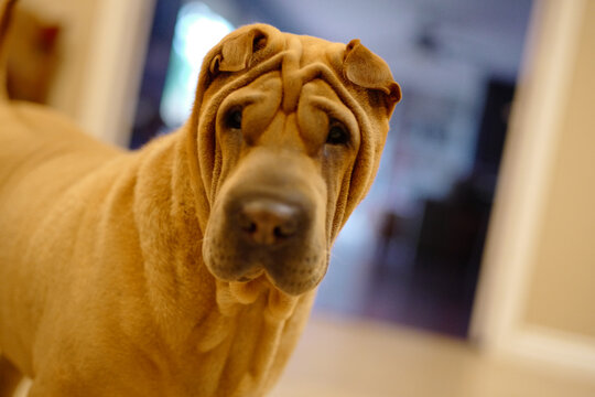 Sharpey Immagini - Sfoglia 94 foto, vettoriali e video Stock | Adobe Stock