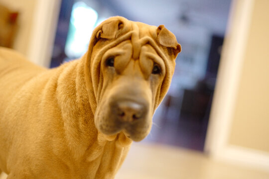 「Sharpey」の画像 - 84 件の Stock 写真、ベクターおよびビデオ | Adobe Stock