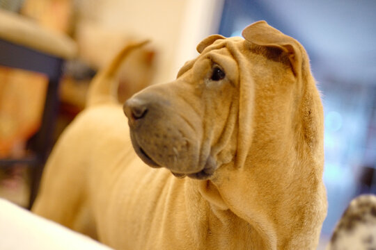 「Sharpey」の画像 - 84 件の Stock 写真、ベクターおよびビデオ | Adobe Stock