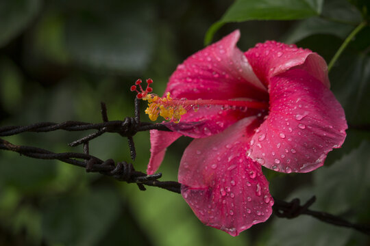 Jaba Bilder – Durchsuchen 122 Archivfotos, Vektorgrafiken und Videos ...