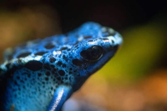 Obrázky Okopipi – procházejte fotografie, vektory a videa 474 | Adobe Stock