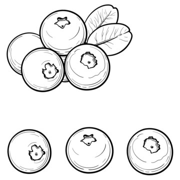 Blueberry Outline