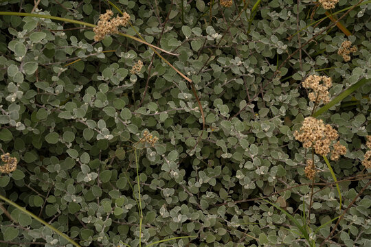 Imagens de Imphepho – Explore Fotografias do Stock, Vetores e Vídeos de ...