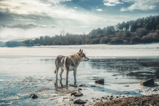 รูปภาพVolkodav – เลือกดูภาพถ่ายสต็อก เวกเตอร์ และวิดีโอ6,824 | Adobe Stock