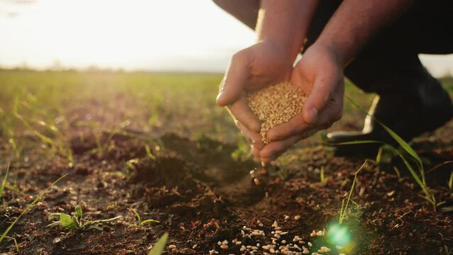 Throwing Seeds Images – Browse 5,015 Stock Photos, Vectors, and Video ...