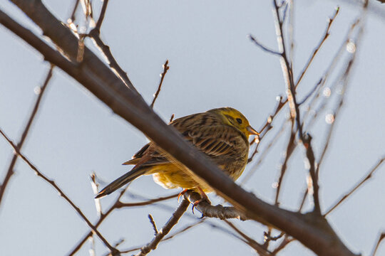 「Trznadel」の画像 - 92 件の Stock 写真、ベクターおよびビデオ | Adobe Stock