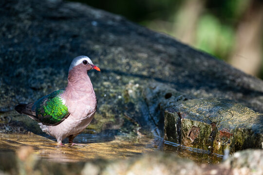 "Green Dove" Bilder – Durchsuchen 739 Archivfotos, Vektorgrafiken und ...