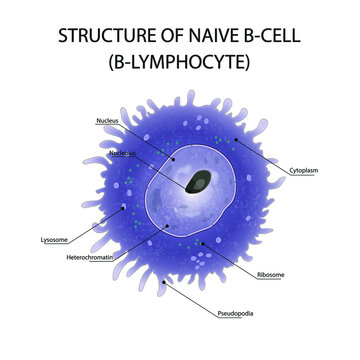 B Lymphocytes Structure