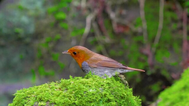 "Japanese Robin" Images – Browse 7,598 Stock Photos, Vectors, and Video ...