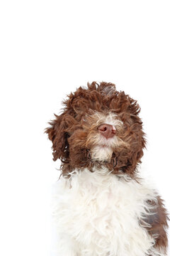 "Italian Water Dog" Images – Browse 145 Stock Photos, Vectors, and ...