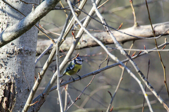 Zitze bilder – Bläddra bland 137 stockfoton, vektorer och videor ...