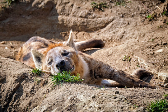 "Crocuta Crocuta" Images – Browse 16,373 Stock Photos, Vectors, and ...