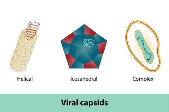 รูปภาพCapsid – เลือกดูภาพถ่ายสต็อก เวกเตอร์ และวิดีโอ1,998 | Adobe Stock